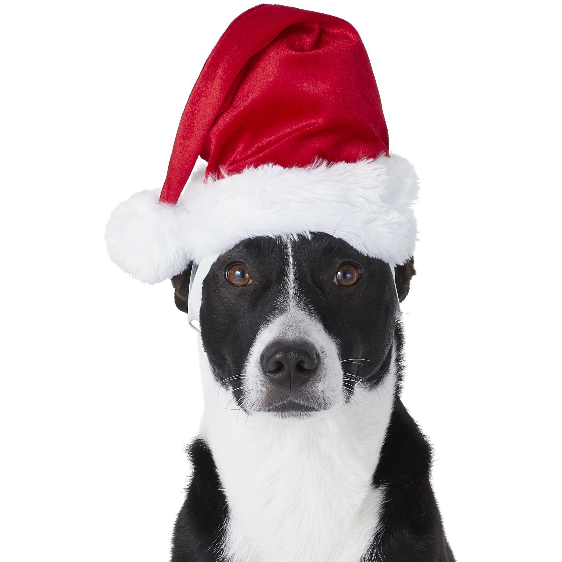 FRISCO Holiday Dog & Cat Santa Hat, 1 count, Medium/Large - Chewy.com