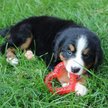 SMART PET LOVE Snuggle Puppy Comfortable Beginnings New Puppy Starter ...