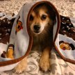 SMART PET LOVE Snuggle Puppy Comfortable Beginnings New Puppy Starter ...