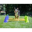 FITPAWS CanineGym Dog Agility Kit - Chewy.com