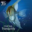 TETRAFAUNA Aquatic Turtle Deluxe Aquarium Kit, 20-gal - Chewy.com