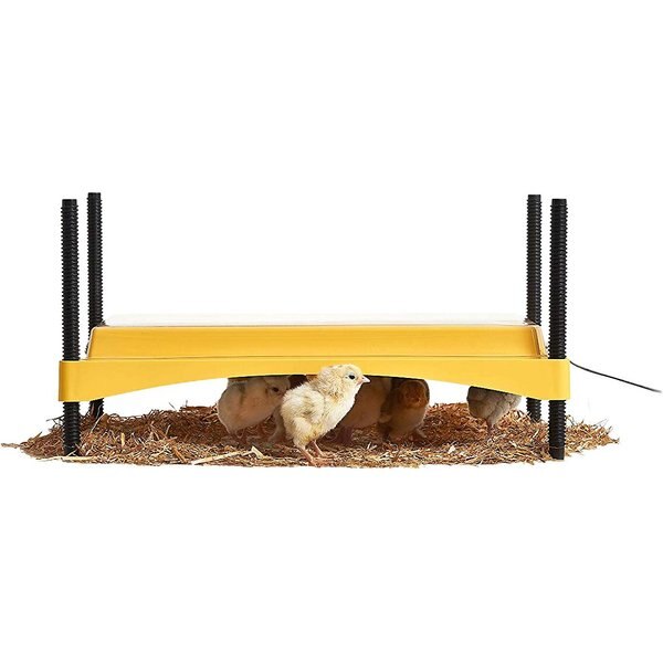BRINSEA EcoGlow Safety 600 Chick & Duckling Brooder - Chewy.com