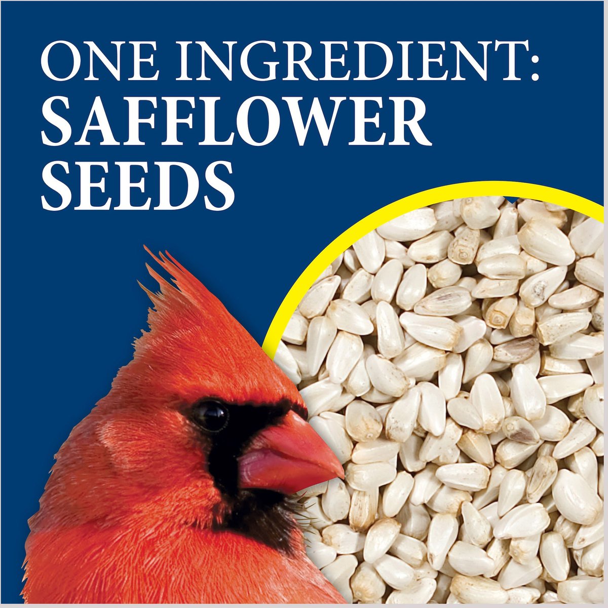 WILD DELIGHT Safflower Wild Bird Food, 8-lb - Chewy.com