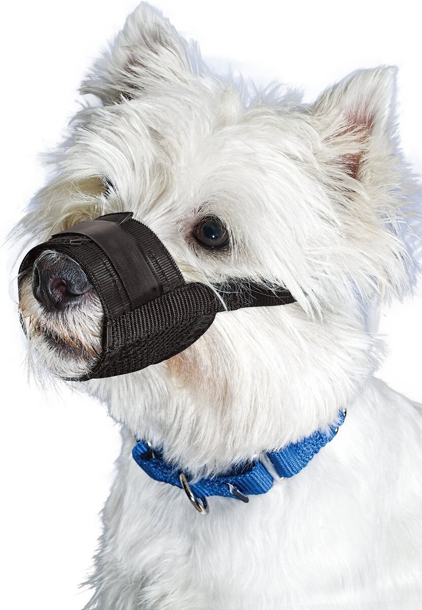 PETSAFE Dog Muzzle, Black, Small - Chewy.com