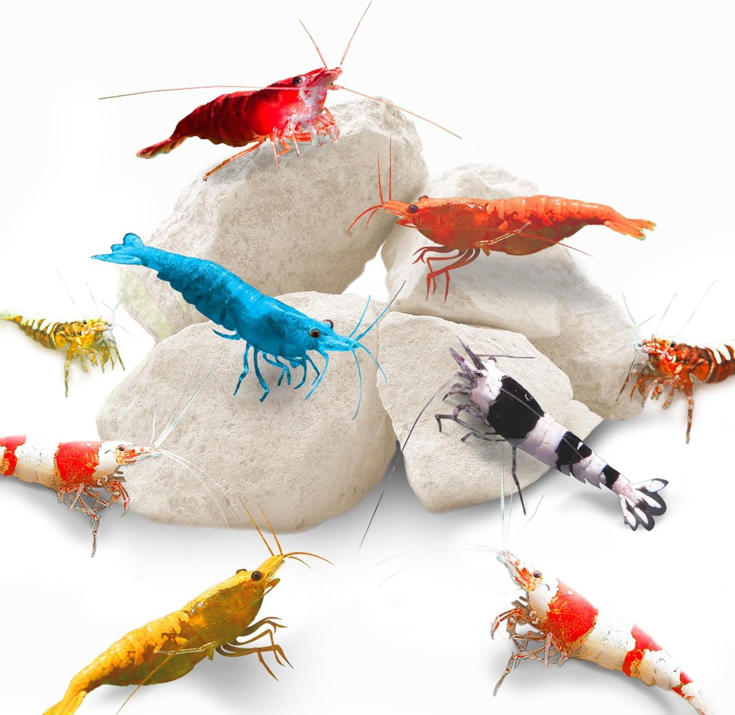 Questions and Answers about SUNGROW Shrimp Mineral Rocks for Molting ...