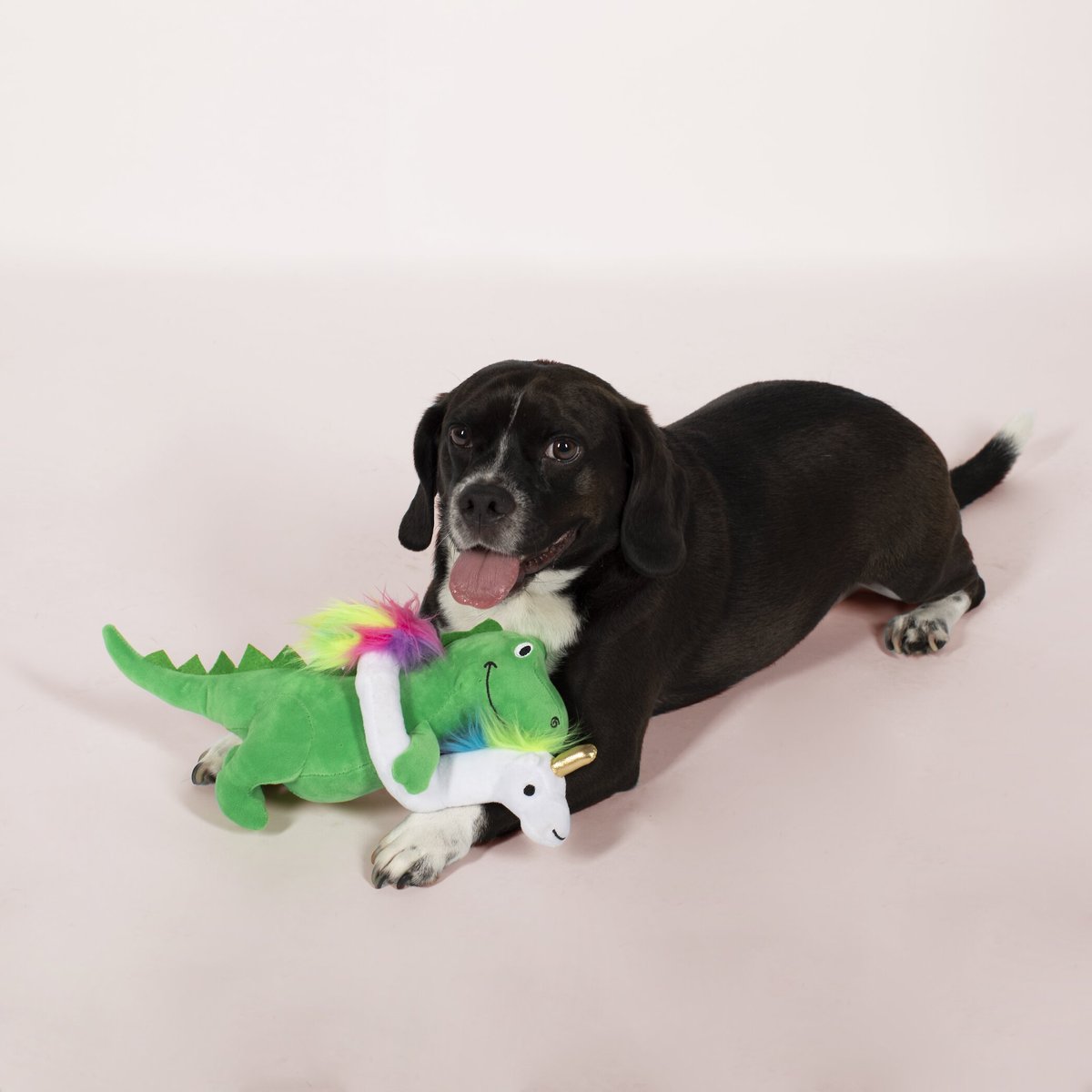 PET SHOP BY FRINGE STUDIO Summa Time Rex Squeaky Plush Dog Toy - Chewy.com