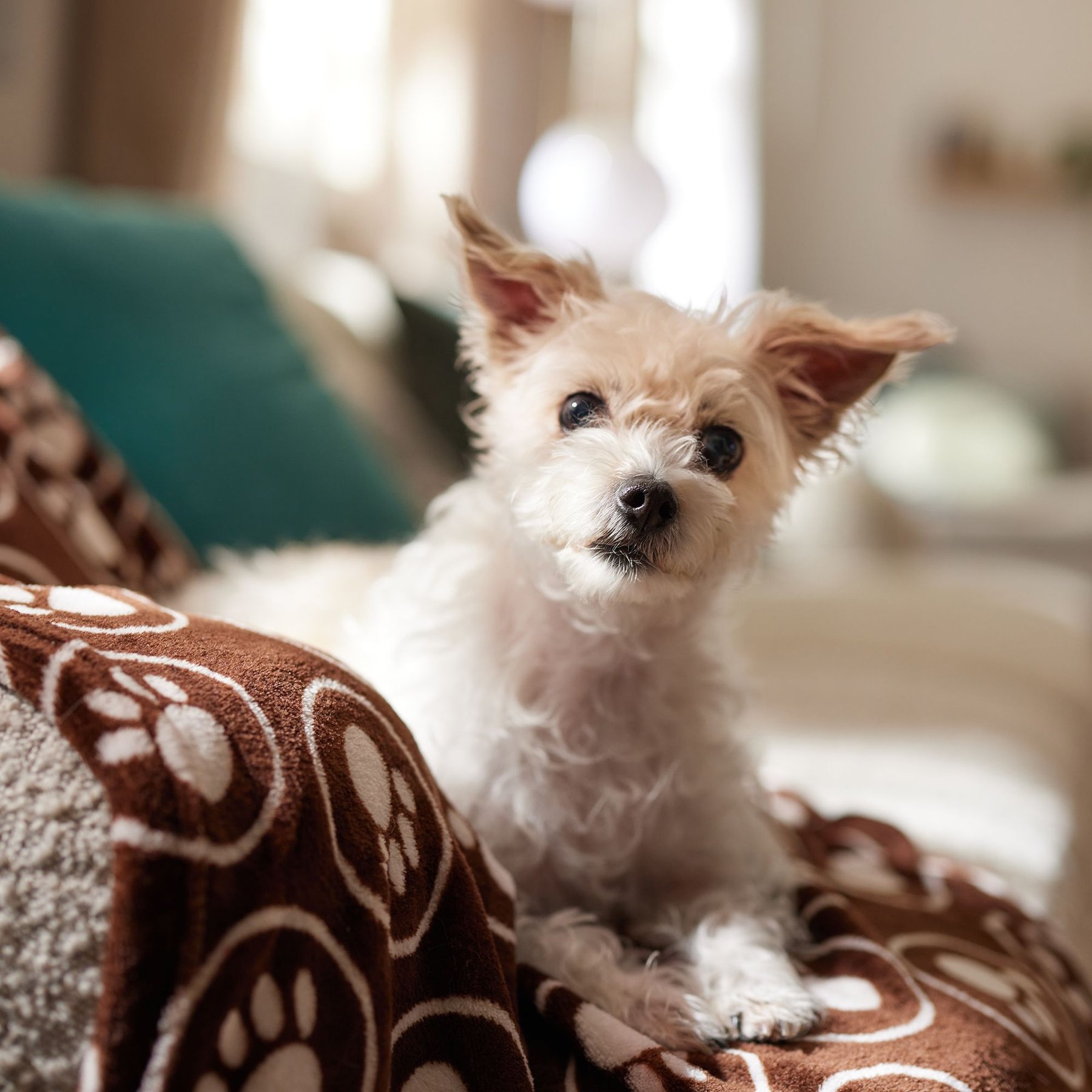 ETHICAL PET Snuggler Patterned Dog Blanket, Chocolate, 40-in - Chewy.com