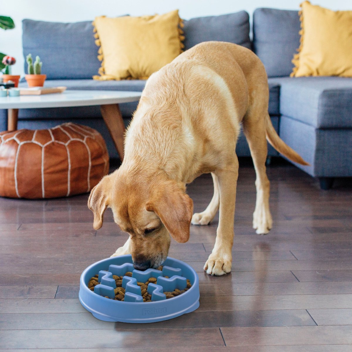 OUTWARD HOUND Fun Feeder Slow Feeder Dog Bowl, Blue, 4-cup - Chewy.com