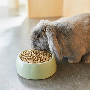10 Best Rabbit Foods 2024: According to Reviews | Chewy