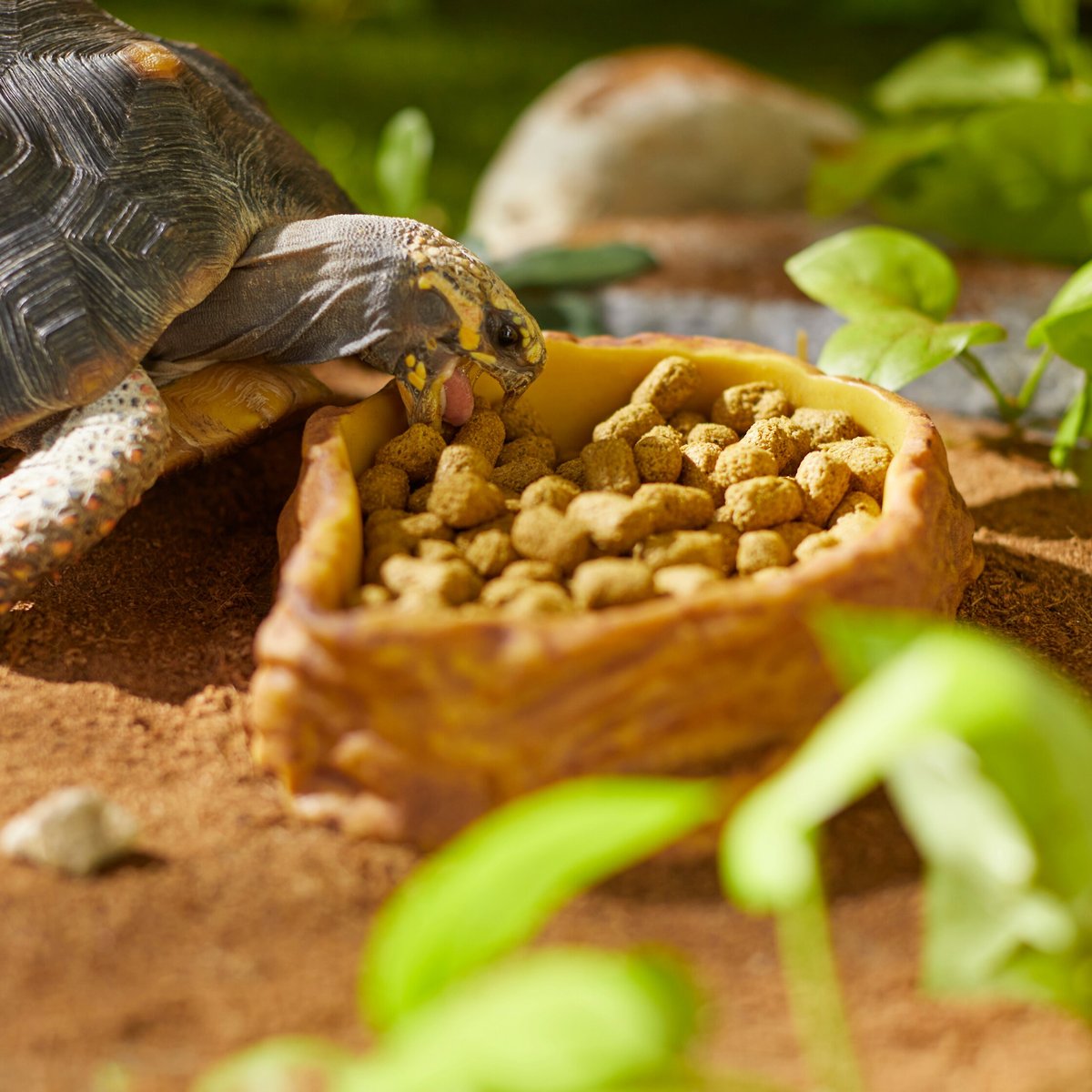 MAZURI Original 5M21 Tortoise Food, 25-lb bag - Chewy.com