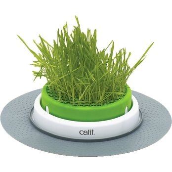 CATIT CAT GRASS (Free Shipping) | Chewy