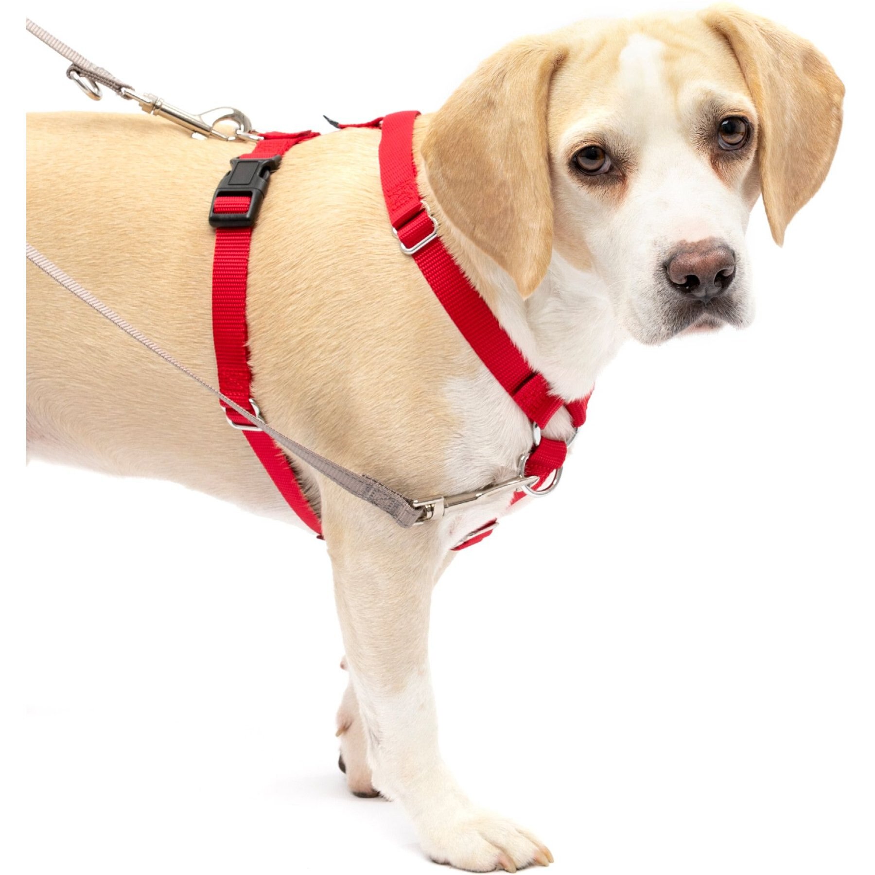 PETSAFE Sure-Fit Adjustable Back Clip Dog Harness, Red, Medium: 22 to ...