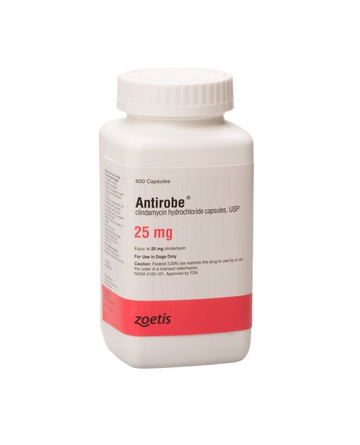 ANTIROBE (Clindamycin HCI) Capsules for Dogs, 25-mg, 1 capsule - Chewy.com
