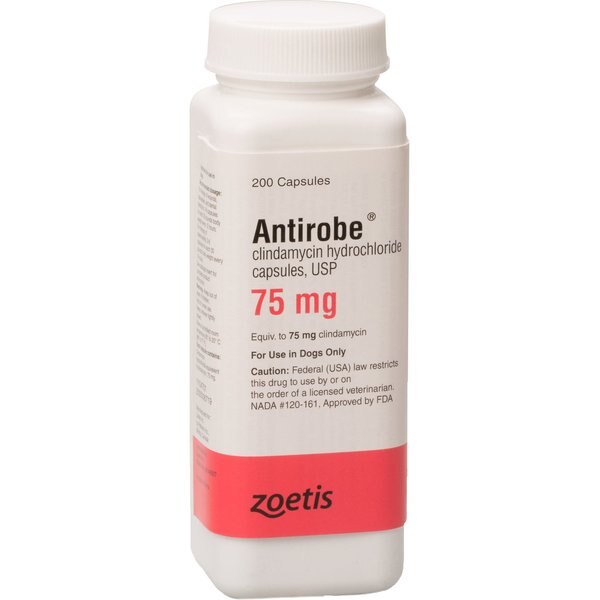 ANTIROBE (Clindamycin HCI) Capsules for Dogs, 75-mg, 1 capsule - Chewy.com