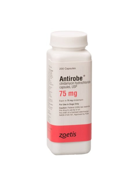 ANTIROBE (Clindamycin HCI) Capsules for Dogs, 75-mg, 1 capsule - Chewy.com