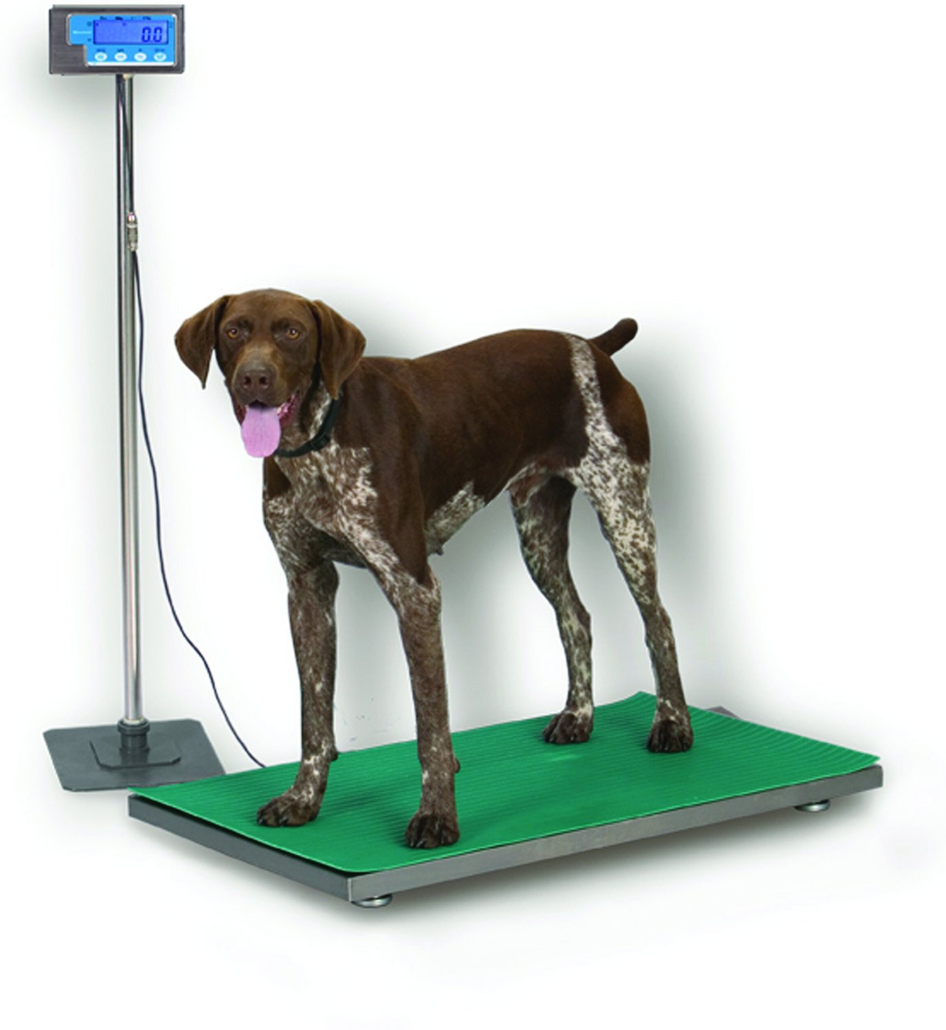 BRECKNELL PS500 Digital Pet Scale - Chewy.com