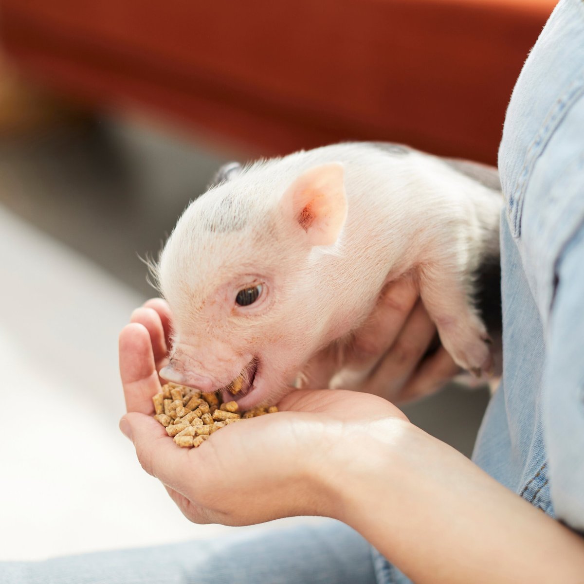 MAZURI Mini Pig Youth Feed, 25-lb bag - Chewy.com