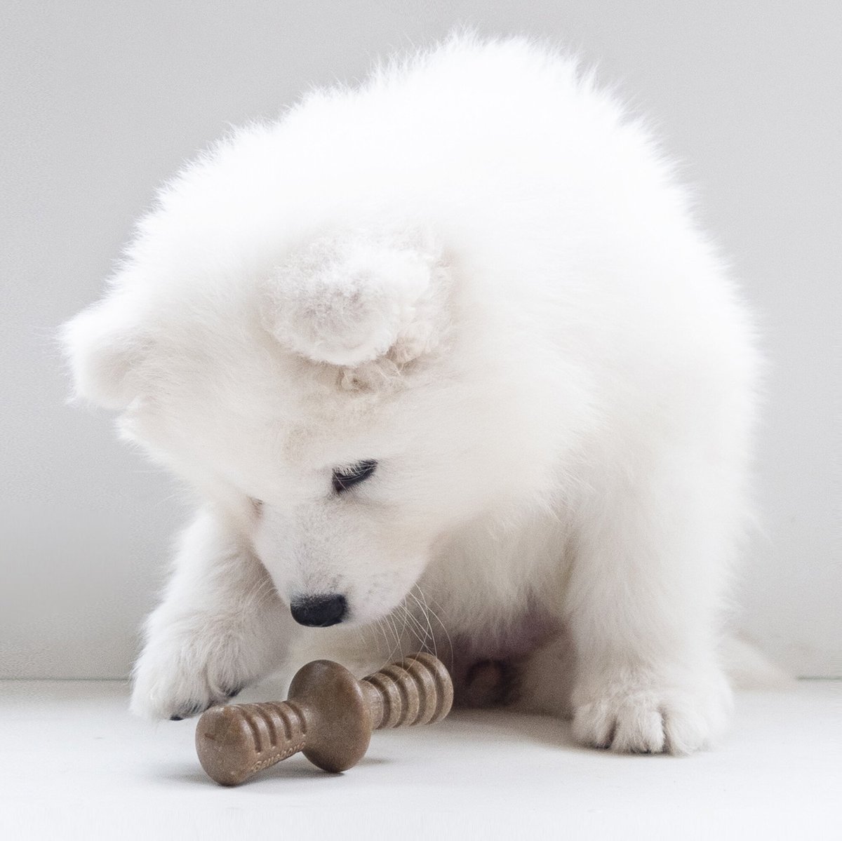 BENEBONE Bacon Flavor Tough Puppy Chew Toy, 2 count - Chewy.com