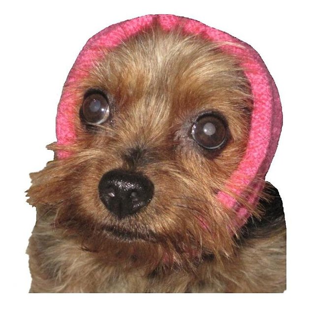 HAPPY HOODIE Calming Cap for Dogs, Pink, Small - Chewy.com