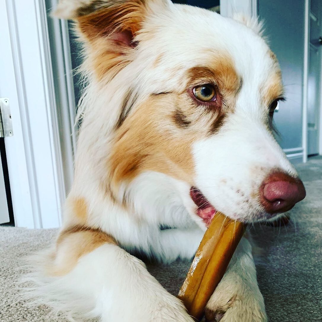 YAK9 CHEWS Honey Yak Chew Dog Treat, Small - Chewy.com