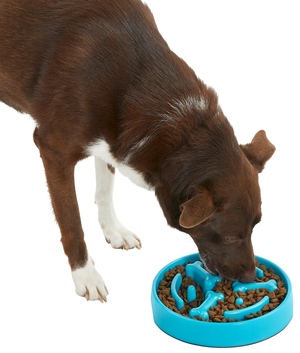 FRISCO Bone Shaped Ridges Slow Feed Bowl, Blue, Medium: 3 cup - Chewy.com