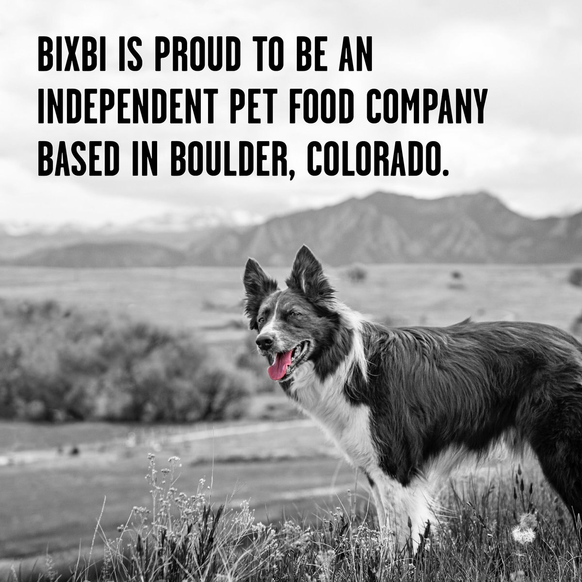 BIXBI Rawbble Beef Recipe Grain-Free Freeze-Dried Dog Food, 4.5-oz bag ...