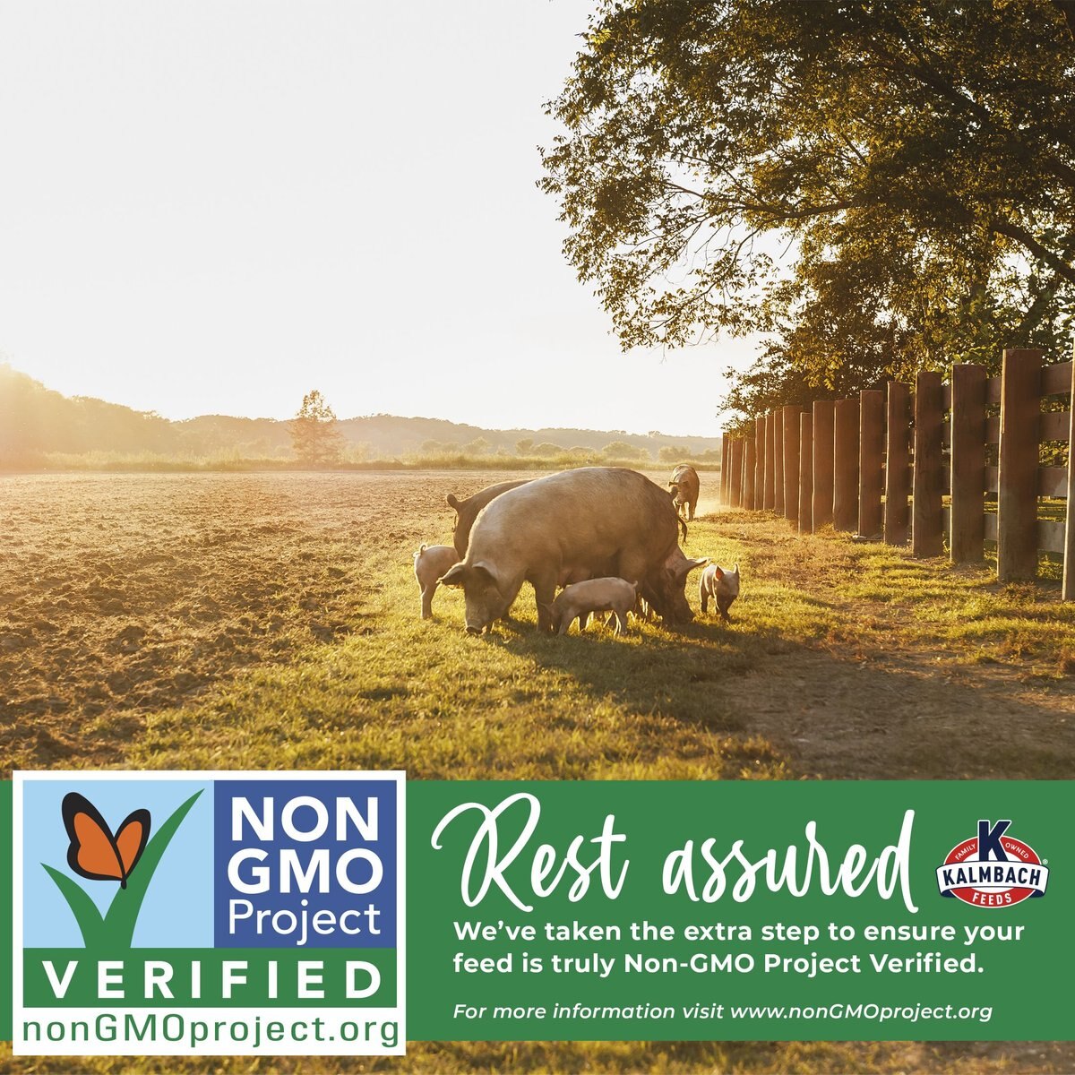 KALMBACH FEEDS Family Fixin's Non-GMO Sow Pellet Pig Feed, 50-lb bag ...