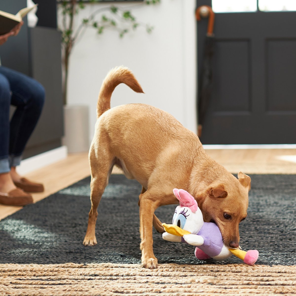 Discontinued - DISNEY Daisy Duck Plush Squeaky Dog Toy - Chewy.com