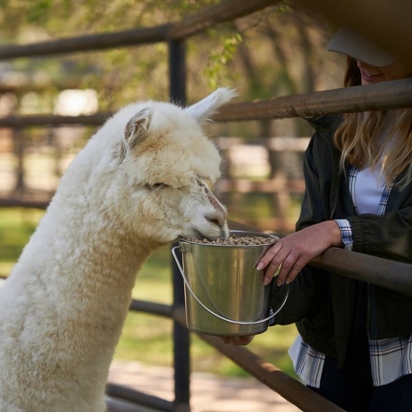 New Version Available - MAZURI Alpaca Care Jumbo Pellets Alpaca Food ...