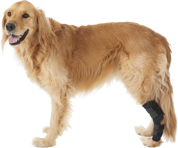 LABRA Extra Supportive Dog Hock Brace, Large - Chewy.com