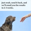WISDOM PANEL Essential Breed Identification DNA Test for Dogs - Chewy.com