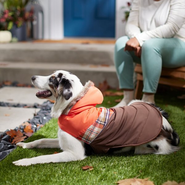 Temporarily Unavailable - FRISCO Insulated Dog & Cat Puffer Coat ...
