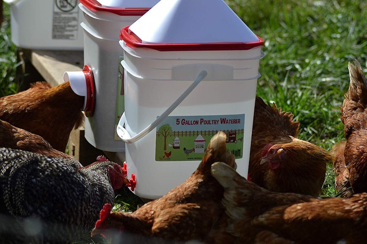 Discontinued - RENTACOOP Round 6-Port Chicken Waterer with No-Roost Cap ...