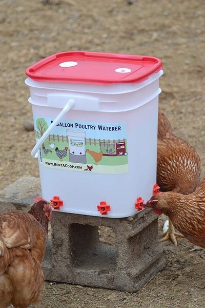 Discontinued - RENTACOOP Round 6-Port Chicken Waterer with No-Roost Cap ...