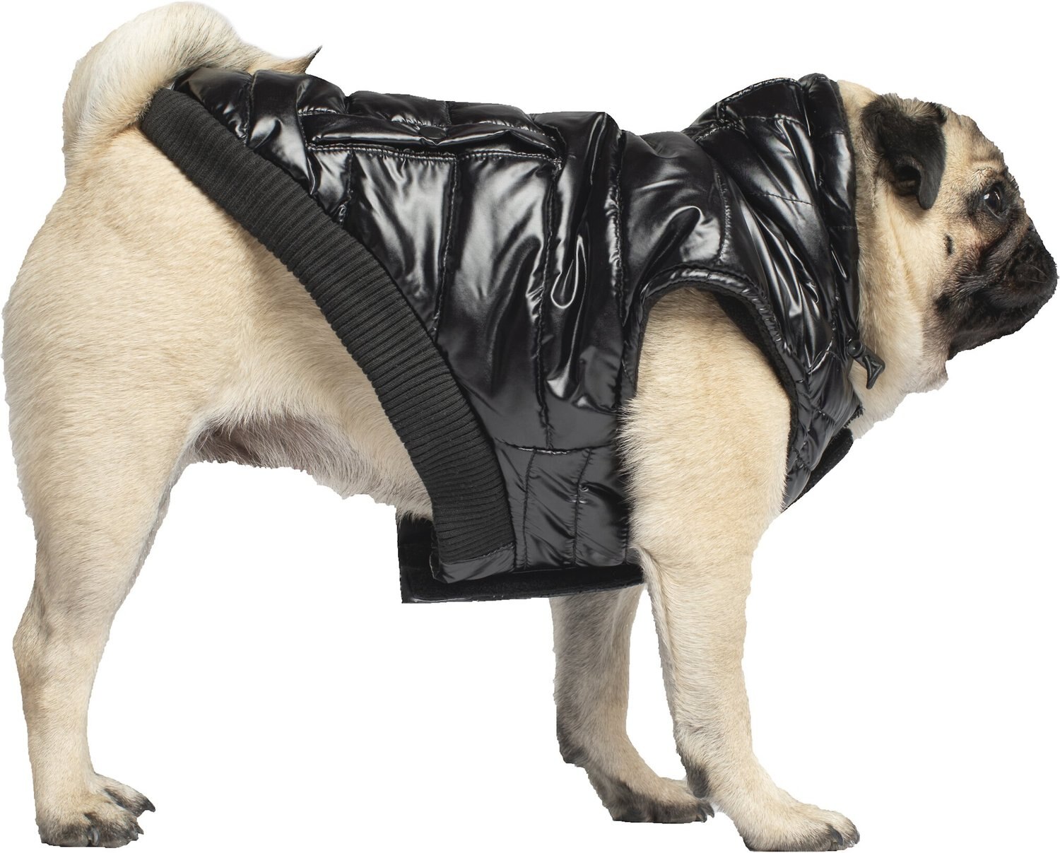 CANADA POOCH Shiny North Pole Insulated Dog Puffer Vest, Black, 16 ...