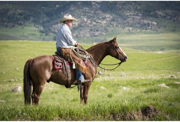 WEAVER LEATHER Working Tack Split Horse Reins, 8-ft x 5/8-in - Chewy.com