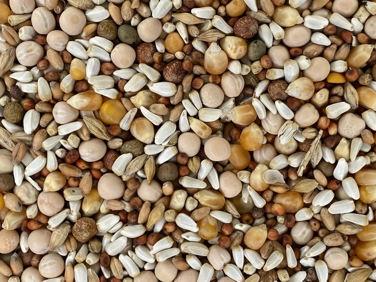 VERSELE-LAGA Classic Pigeon Food Blends 15% Popcorn Pigeon Food, 50-lb ...