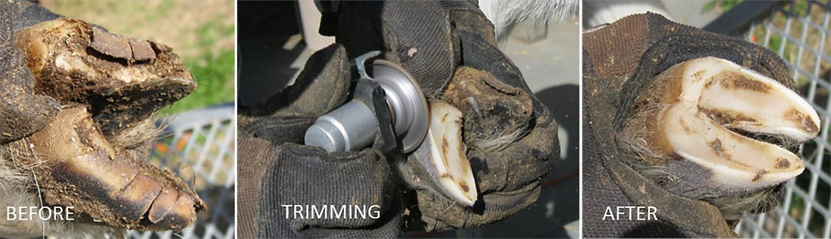 HOOF BOSS Complete Battery Operated Goat Hoof Trimmer Set - Chewy.com