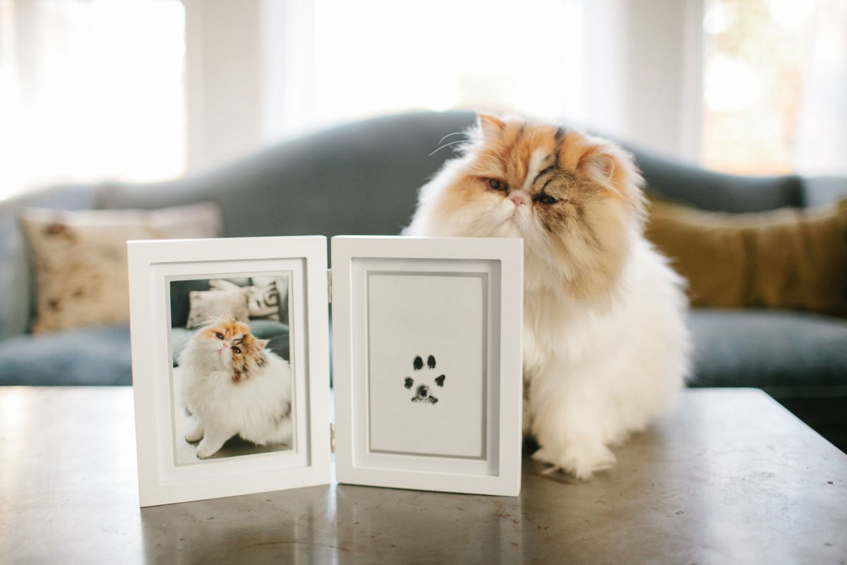 PEARHEAD Pawprints Desk Frame & Ink Kit, 4 x 6-in - Chewy.com