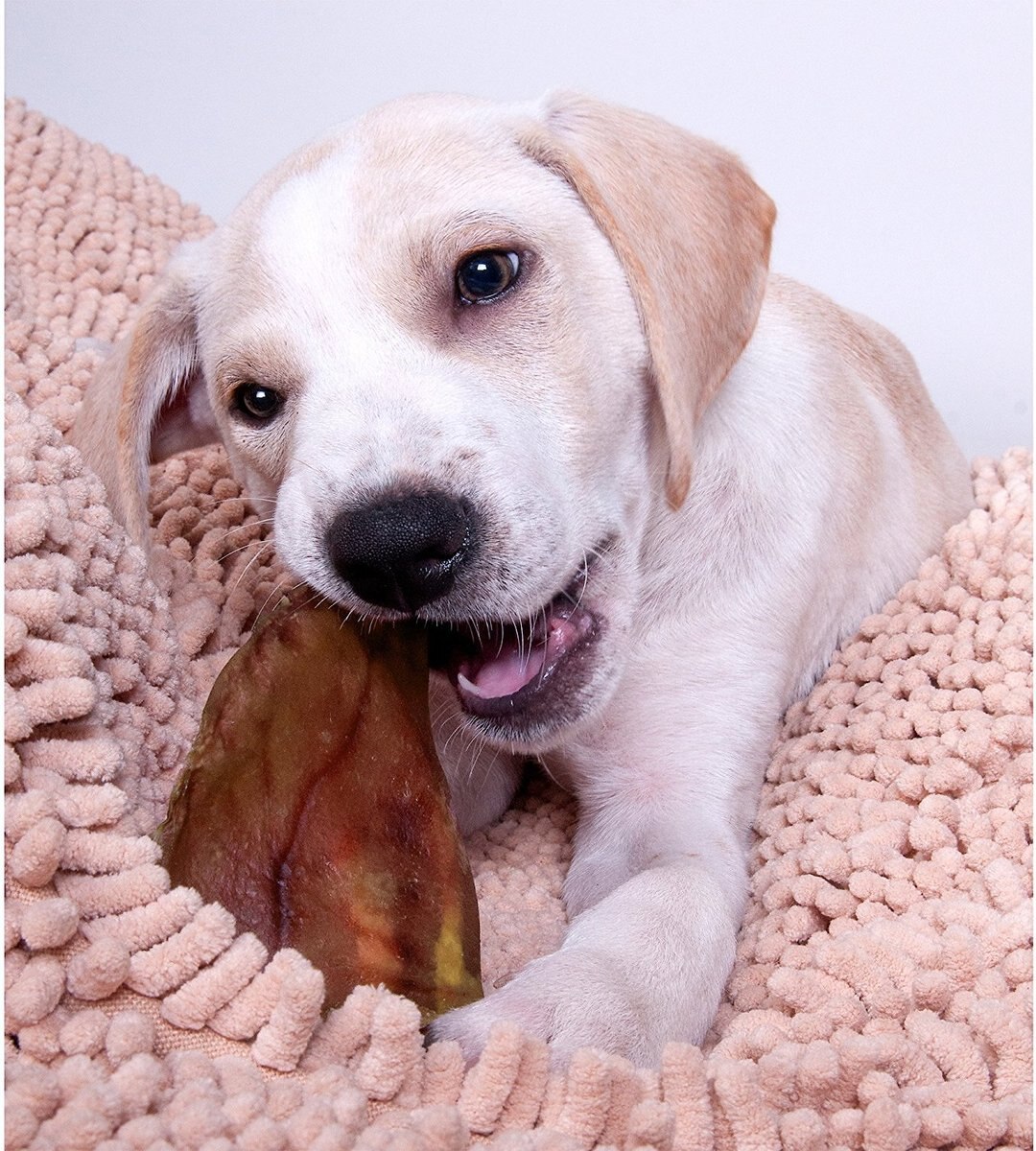 ECOKIND Oven-Baked Pig Ear Dog Treats, 10 count - Chewy.com