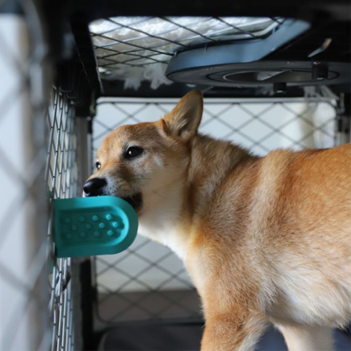Discontinued - DIGGS Groov Dog Crate Training Tool, Turquoise - Chewy.com
