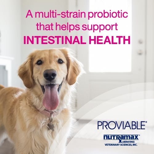 NUTRAMAX Proviable Chewable Tablet Digestive Supplement for Dogs, 60 ...