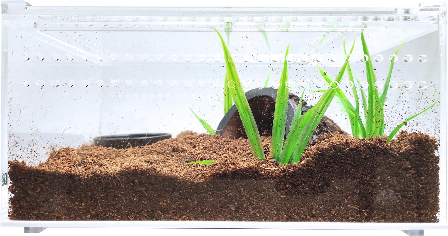 HERPCULT Acrylic Insect & Reptile Terrarium, Opaque Top, Small - Chewy.com