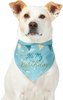 Pet Birthday Gifts For Dogs & Cats - Free Shipping | Chewy