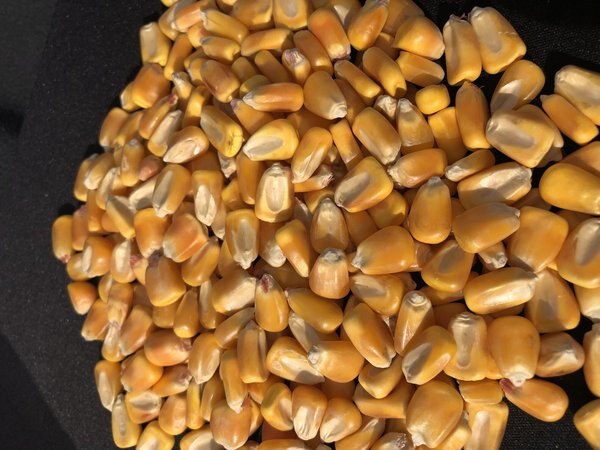 Discontinued - PRAIRIE MELODY Organic Whole Grain Corn Chicken Feed, 50 ...