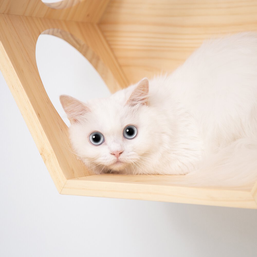 Temporarily Unavailable - MYZOO BusyCat Wall Mounted Cat Shelf - Chewy.com