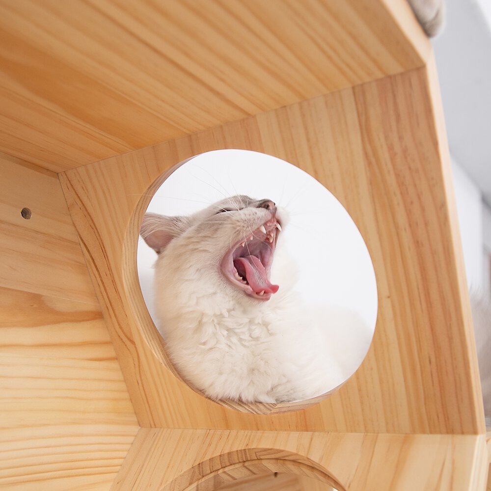 Temporarily Unavailable - MYZOO BusyCat Wall Mounted Cat Shelf - Chewy.com