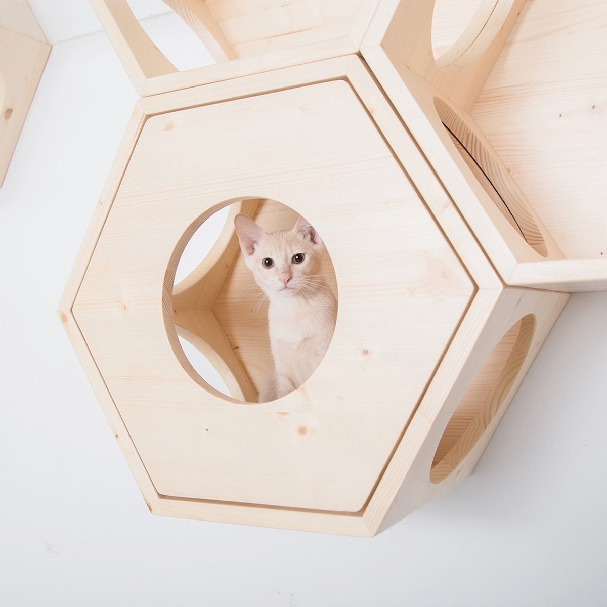 Temporarily Unavailable - MYZOO BusyCat Cover Plate Wall Mounted Cat Shelves - Chewy.com