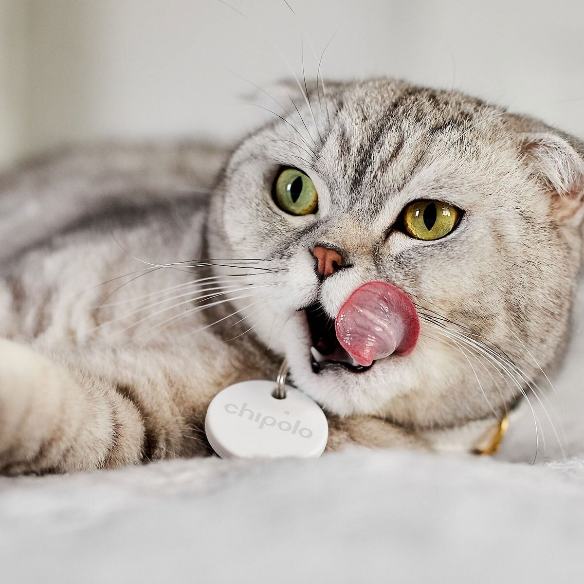 CHIPOLO ONE Bluetooth Dog, Cat & Horse Tag, White - Chewy.com