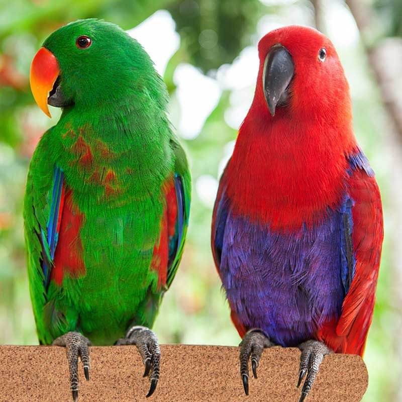 SUPER BIRD CREATIONS Sure-Grip Grooming Perch, Large - Chewy.com